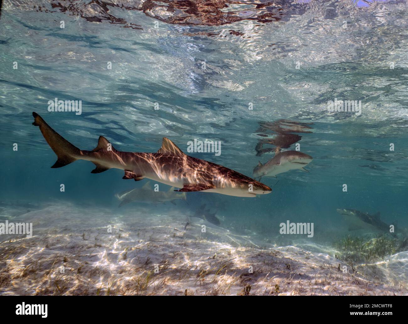 Lemon Sharks (Negaprion brevirostris) in the shallow water in North ...