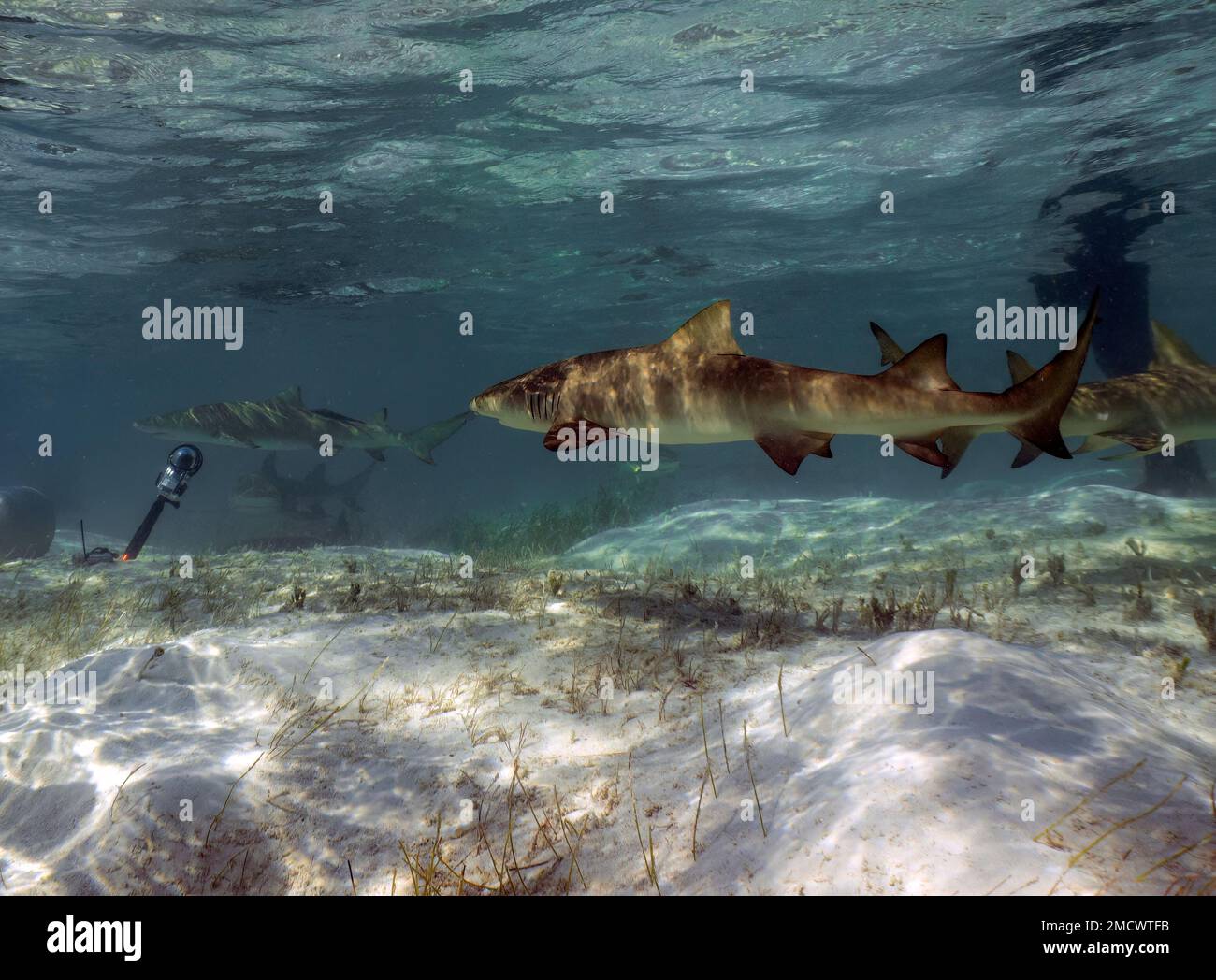 Lemon Sharks (Negaprion brevirostris) in the shallow water in North ...