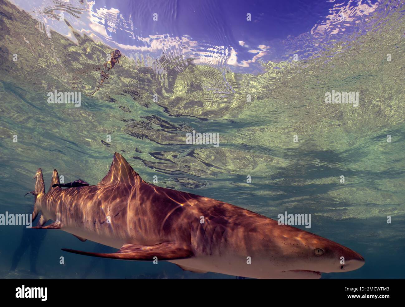 Lemon Sharks (Negaprion brevirostris) in the shallow water in North ...