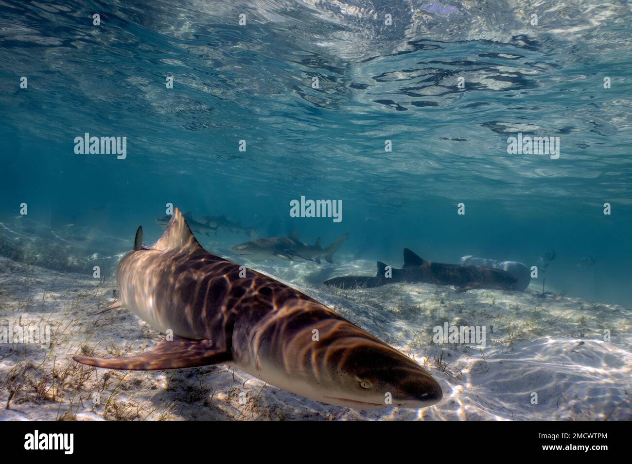 Lemon Sharks (Negaprion brevirostris) in the shallow water in North ...