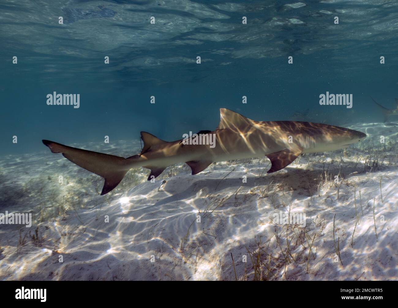 Mangrove underwater bahamas hi-res stock photography and images - Alamy