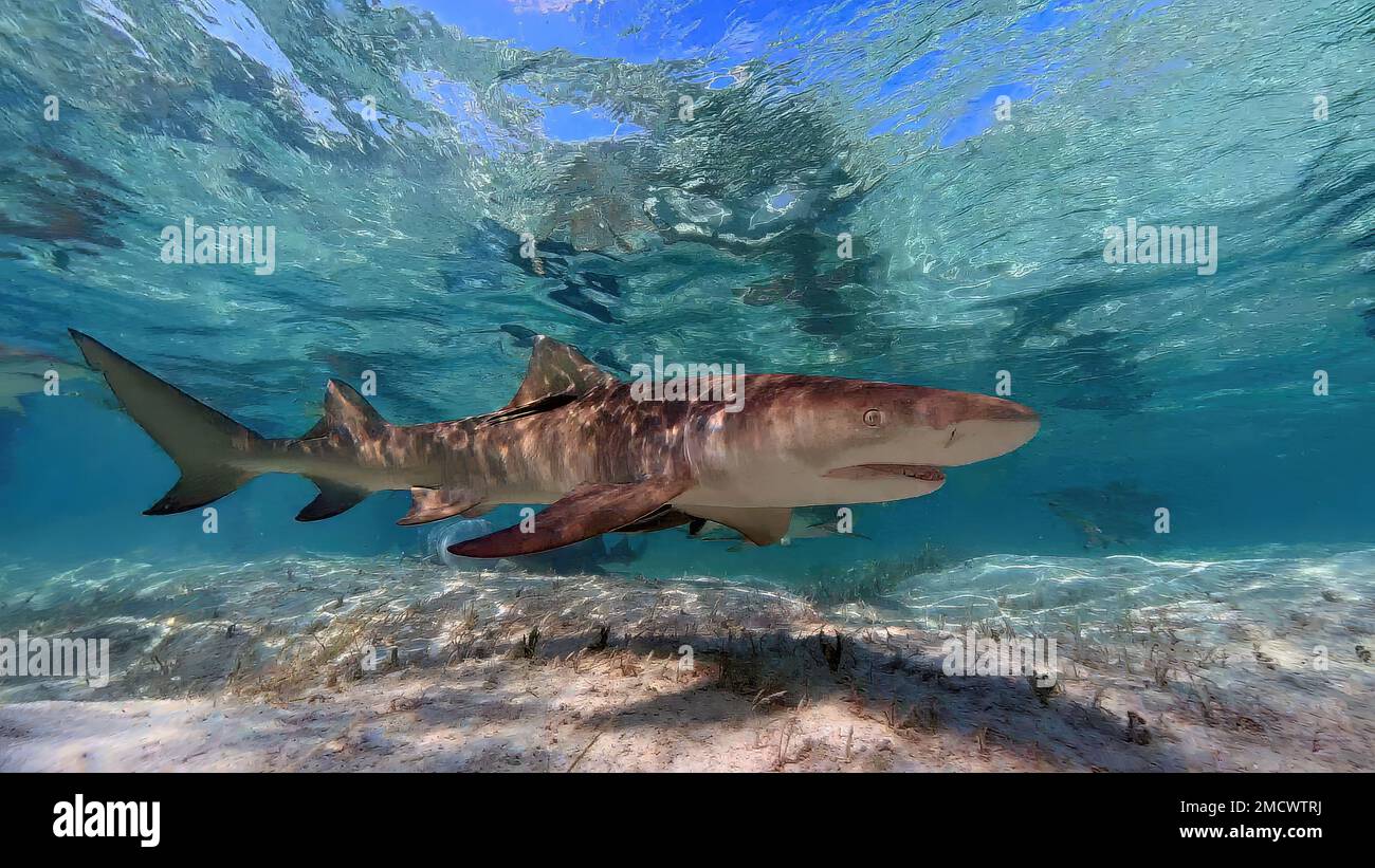 Lemon Sharks (Negaprion brevirostris) in the shallow water in North ...