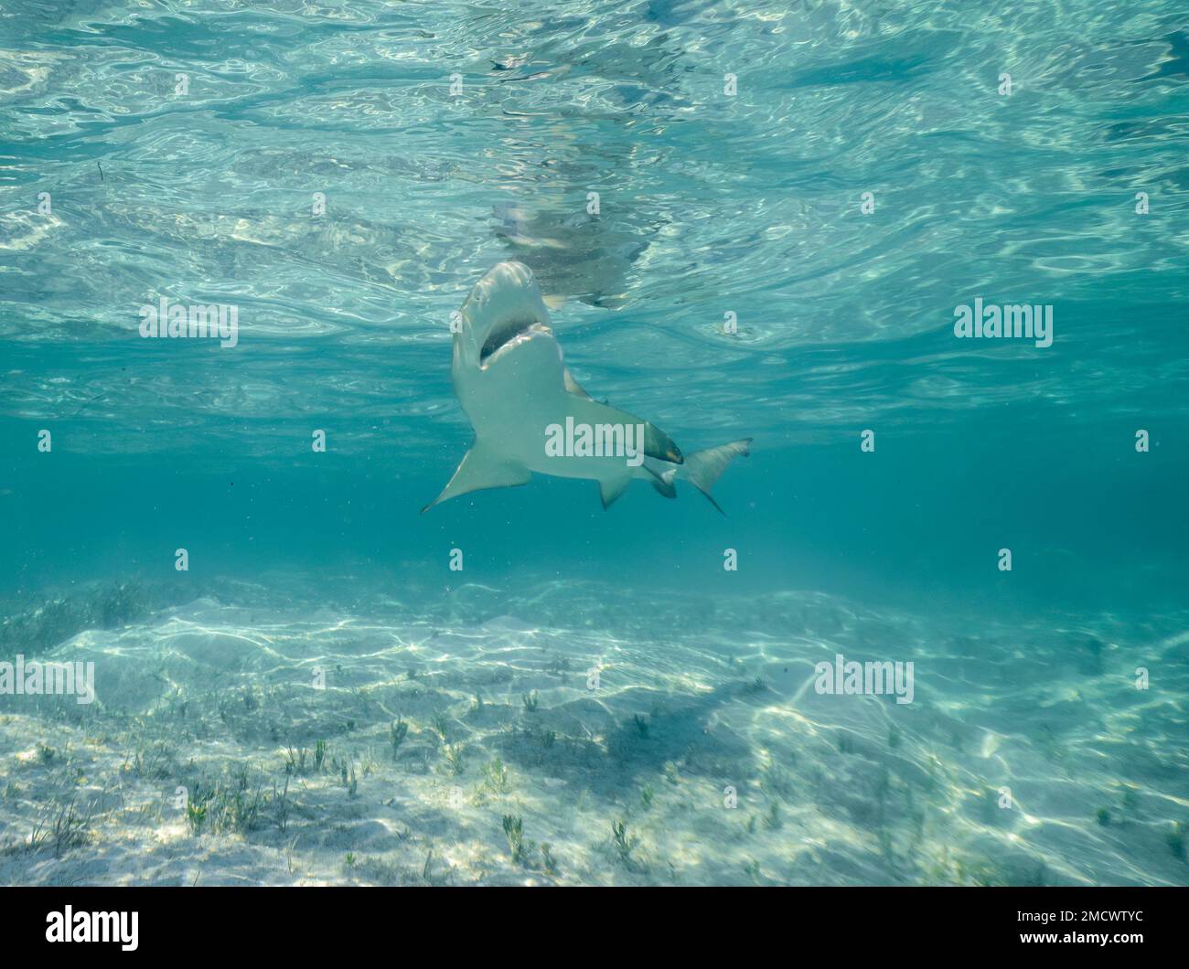 Lemon Sharks (Negaprion brevirostris) in the shallow water in North ...