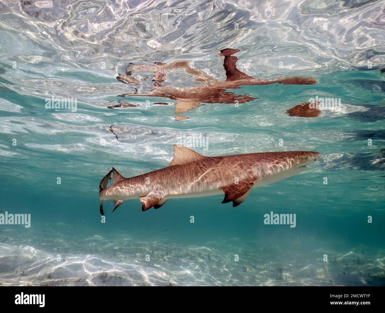 Lemon Sharks (Negaprion brevirostris) in the shallow water in North ...