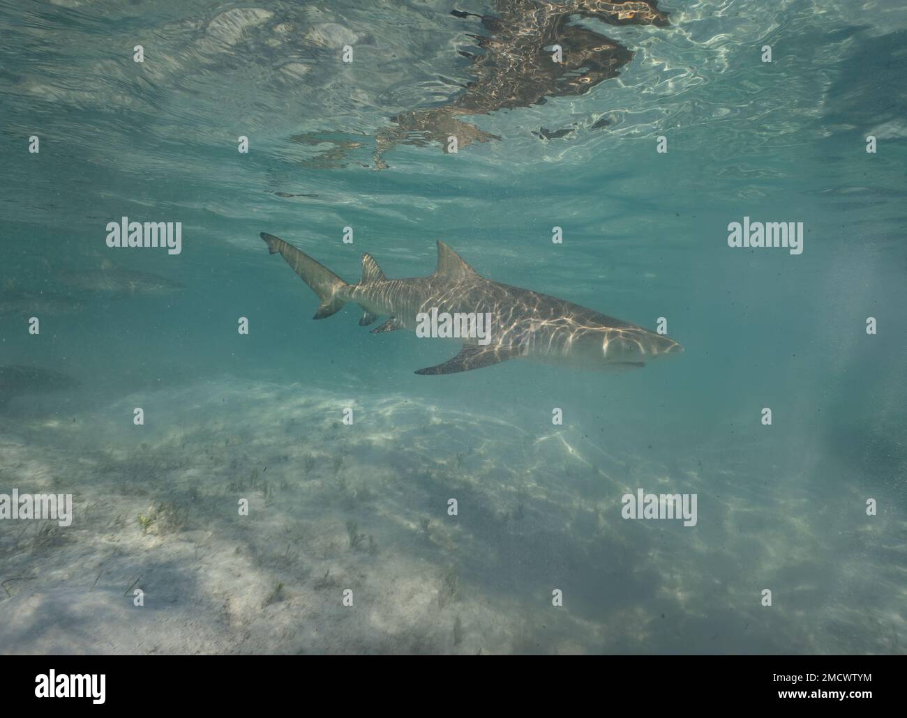Lemon Sharks (Negaprion brevirostris) in the shallow water in North ...