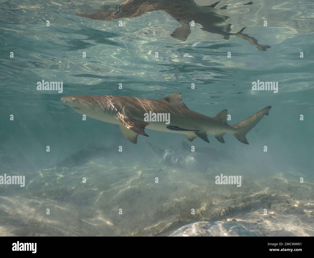 Lemon Sharks (Negaprion brevirostris) in the shallow water in North ...