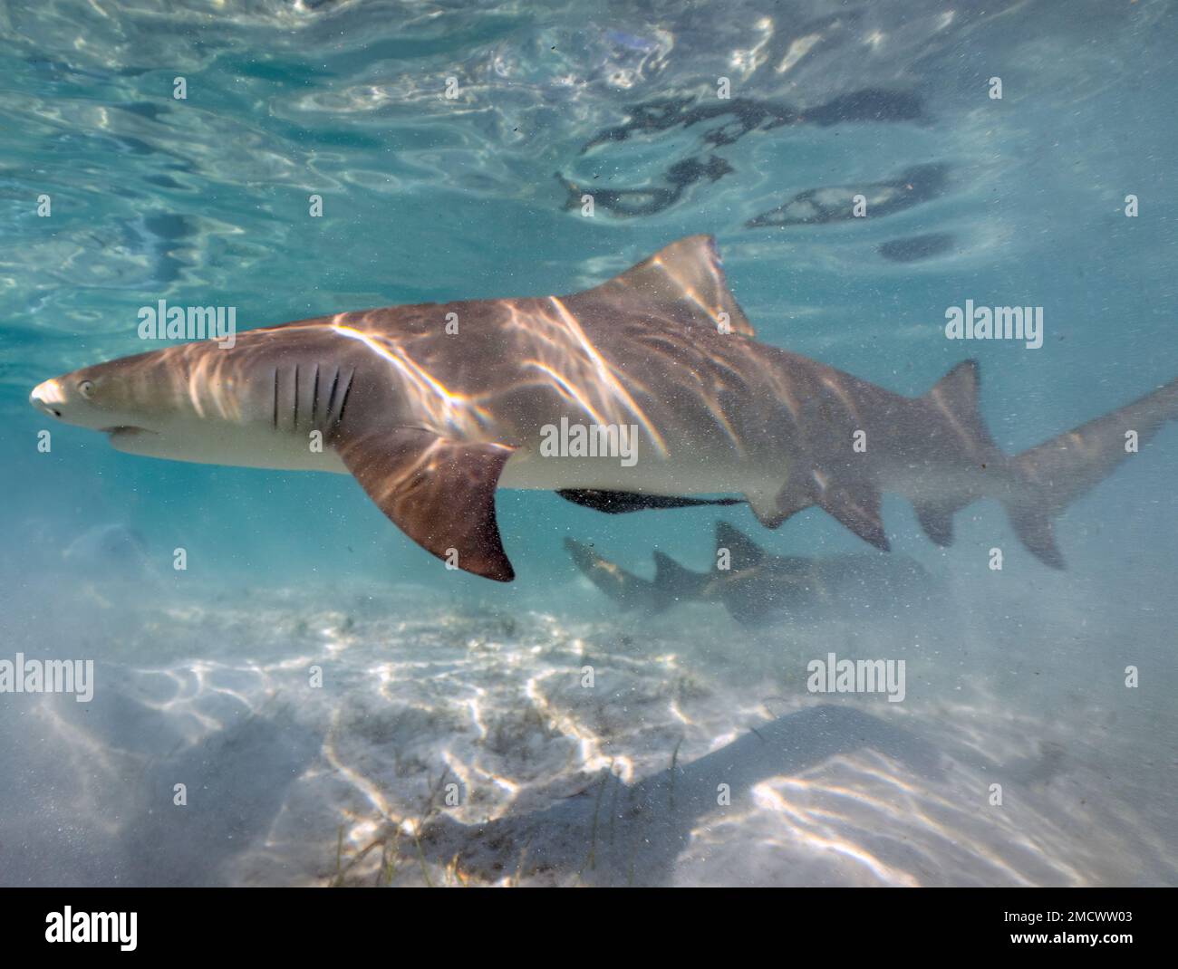 Lemon Sharks (Negaprion brevirostris) in the shallow water in North ...
