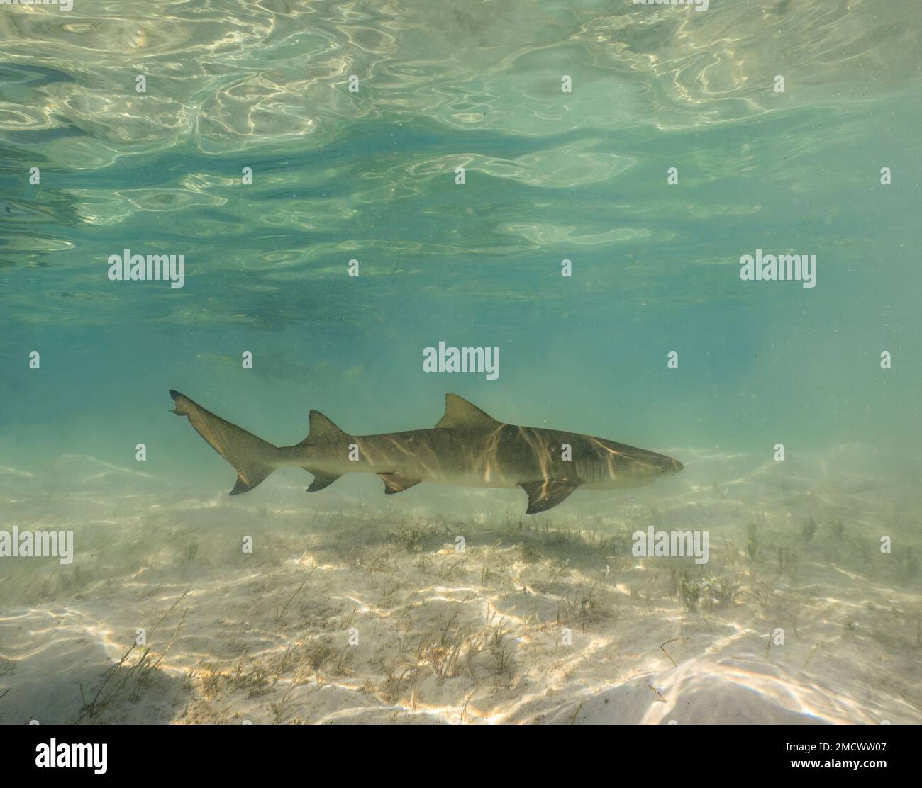 Lemon Sharks (Negaprion brevirostris) in the shallow water in North ...