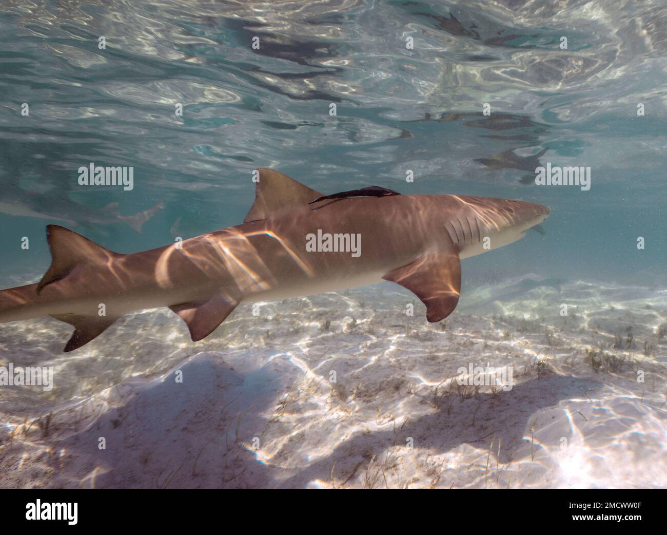 Lemon Sharks (Negaprion brevirostris) in the shallow water in North ...