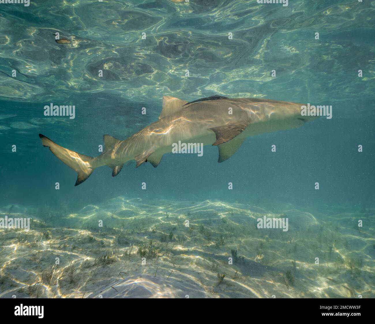 Lemon Sharks (Negaprion brevirostris) in the shallow water in North ...