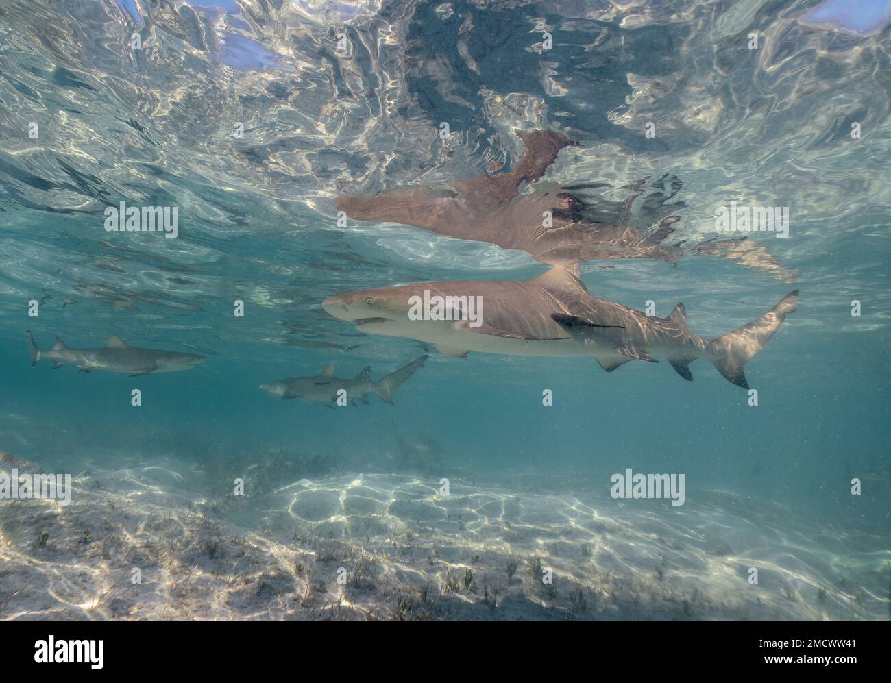Lemon Sharks (Negaprion brevirostris) in the shallow water in North ...