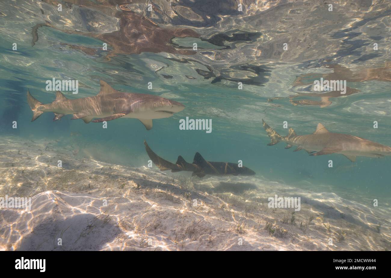 Lemon Sharks (Negaprion brevirostris) in the shallow water in North ...