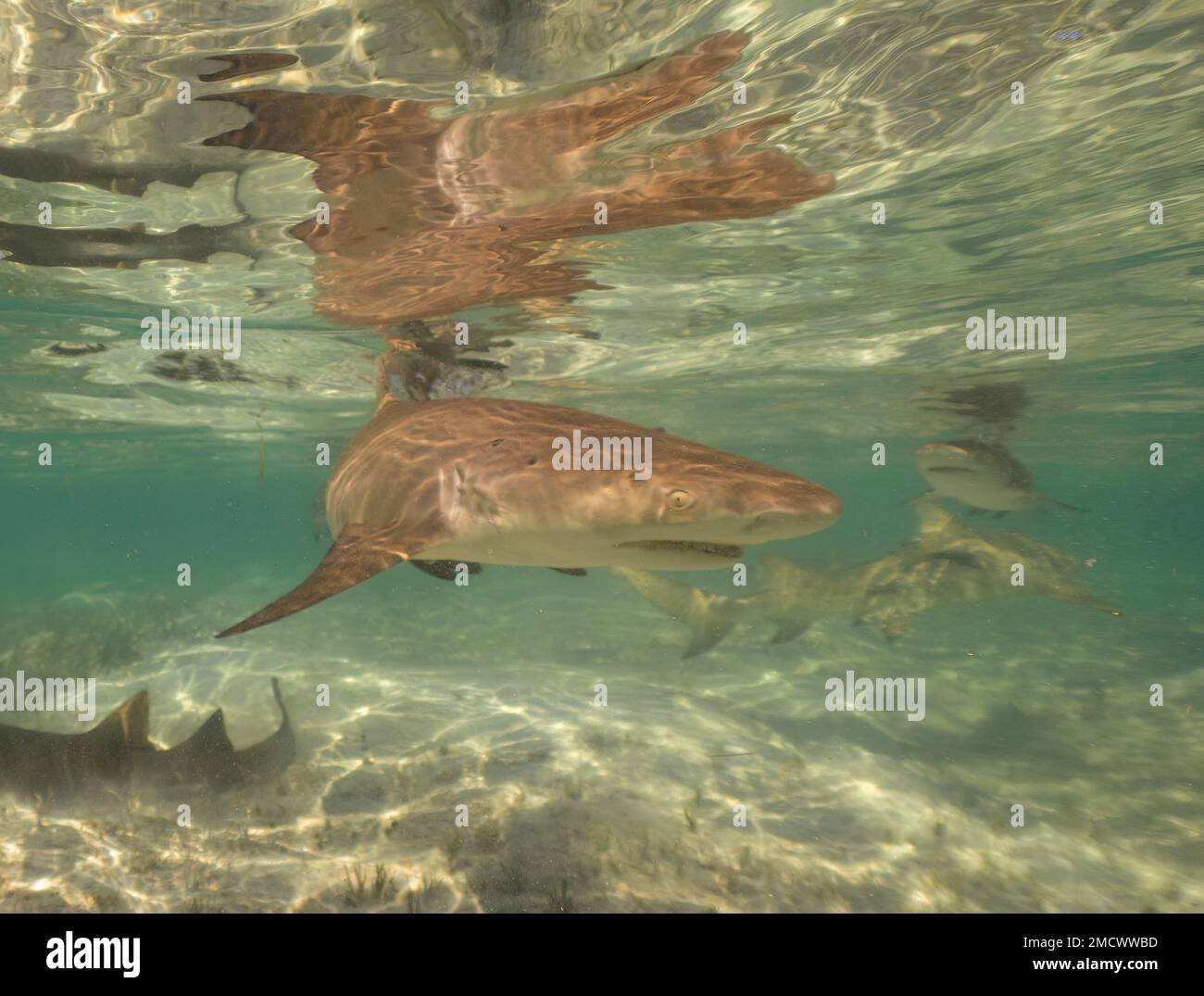 Mangrove underwater bahamas hi-res stock photography and images - Alamy