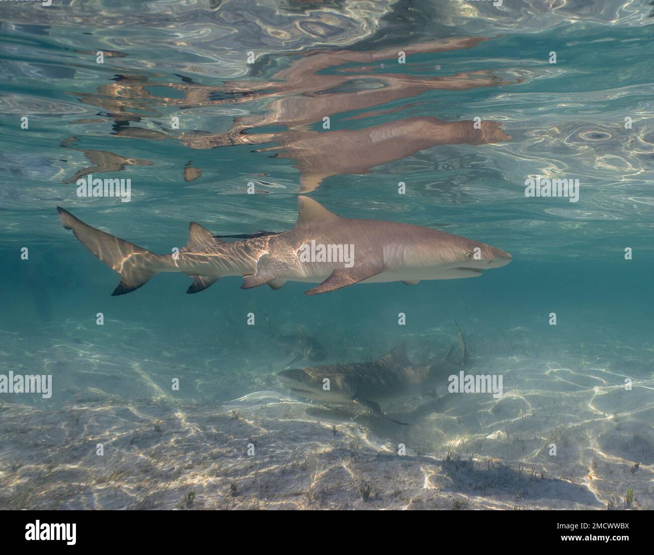 Lemon Sharks (Negaprion brevirostris) in the shallow water in North ...