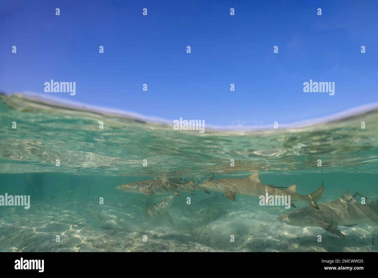 Lemon Sharks (Negaprion brevirostris) in the shallow water in North ...