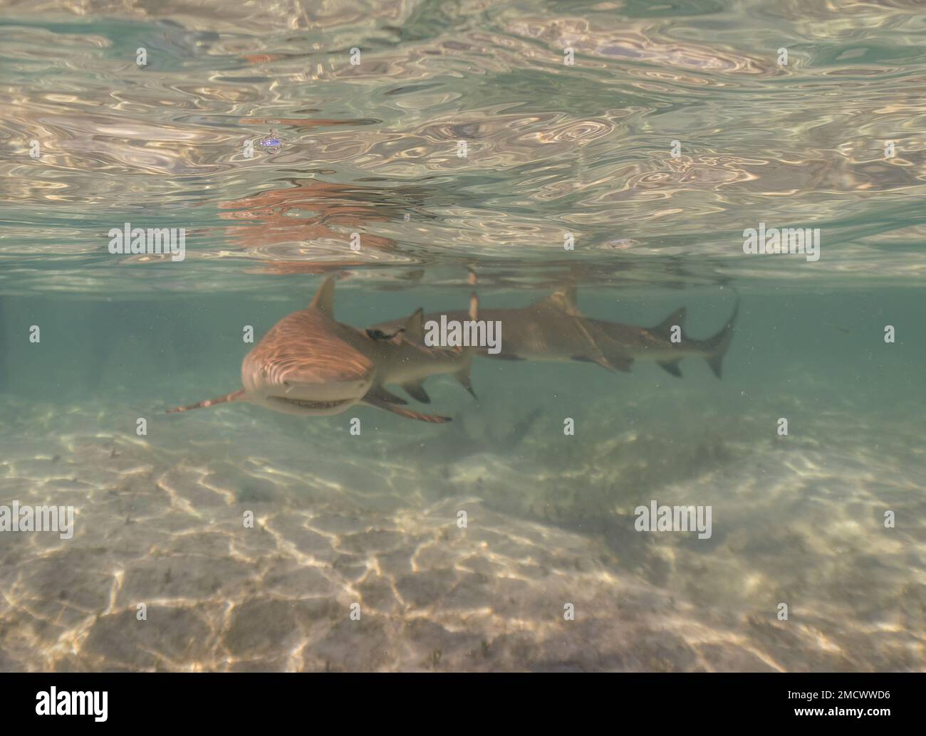 Lemon Sharks (Negaprion brevirostris) in the shallow water in North ...