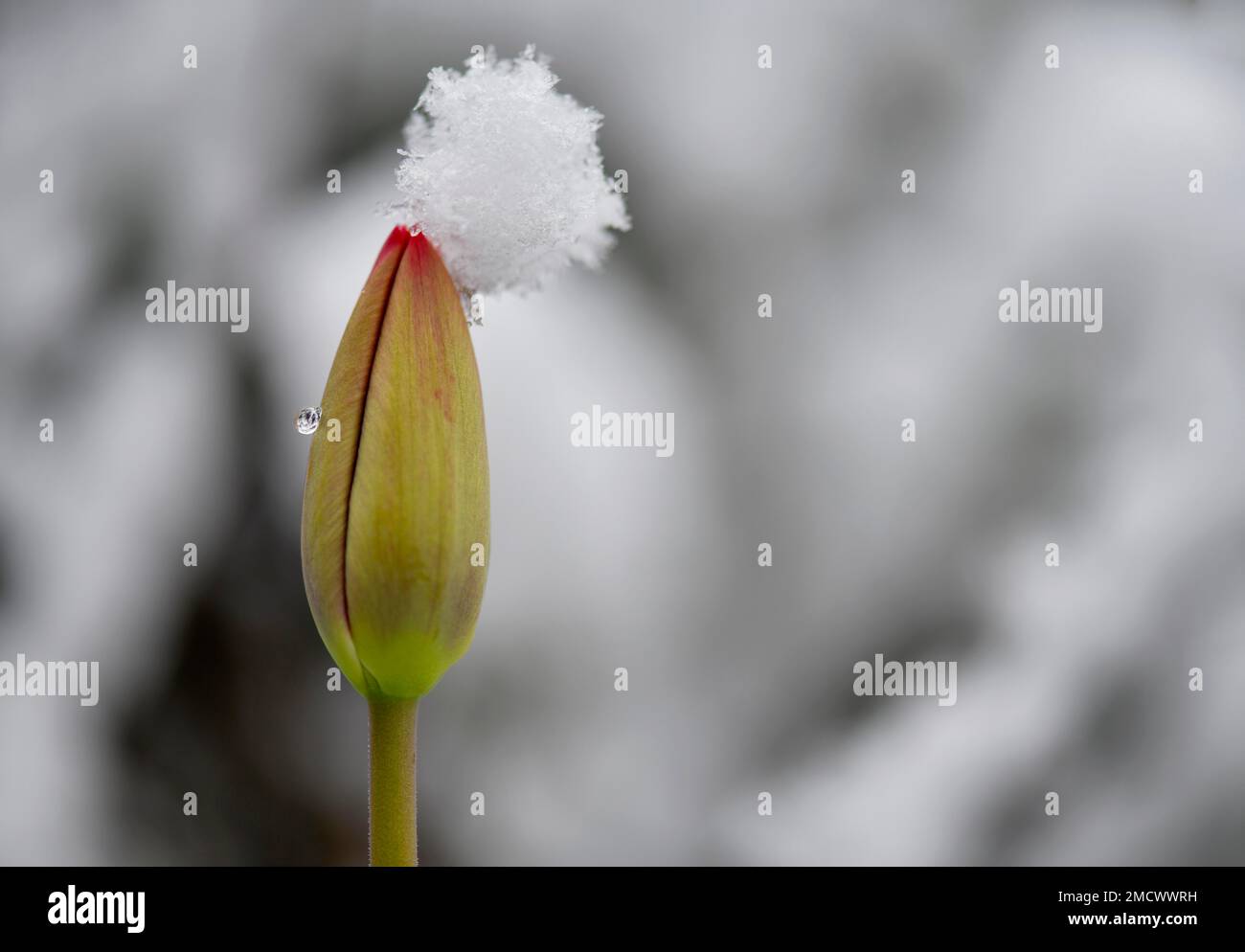 Bud of a tulip (tulipa) in the snow, spring flowers in the snow, late ...