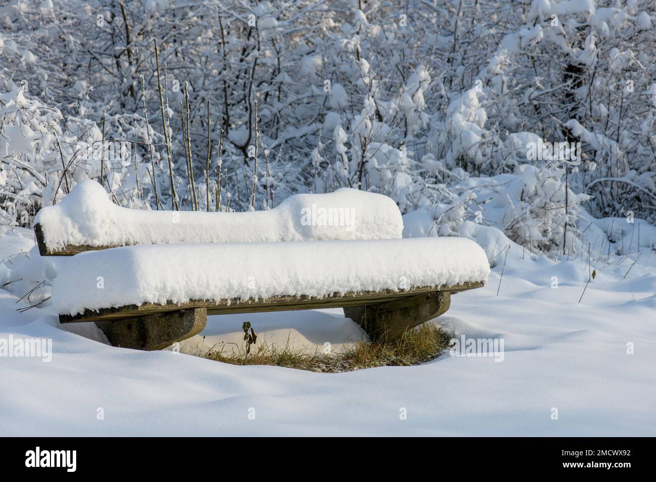 A park bench at the edge of the forest with a thick white cap of snow ...