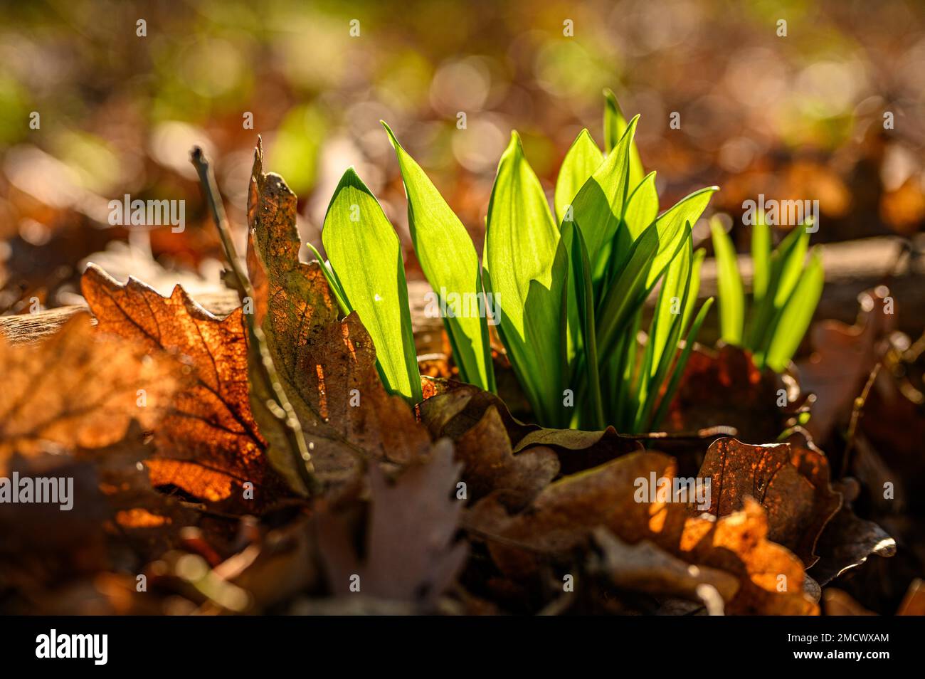 Fresh leaves of ramsons (Allium ursinum) grow on the leaf-covered ...