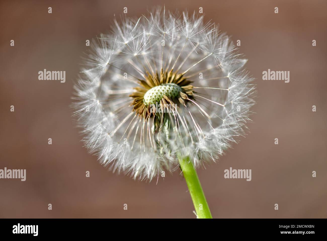 Close-up of a withered dandelion (Taraxacum) in sunlight against a ...