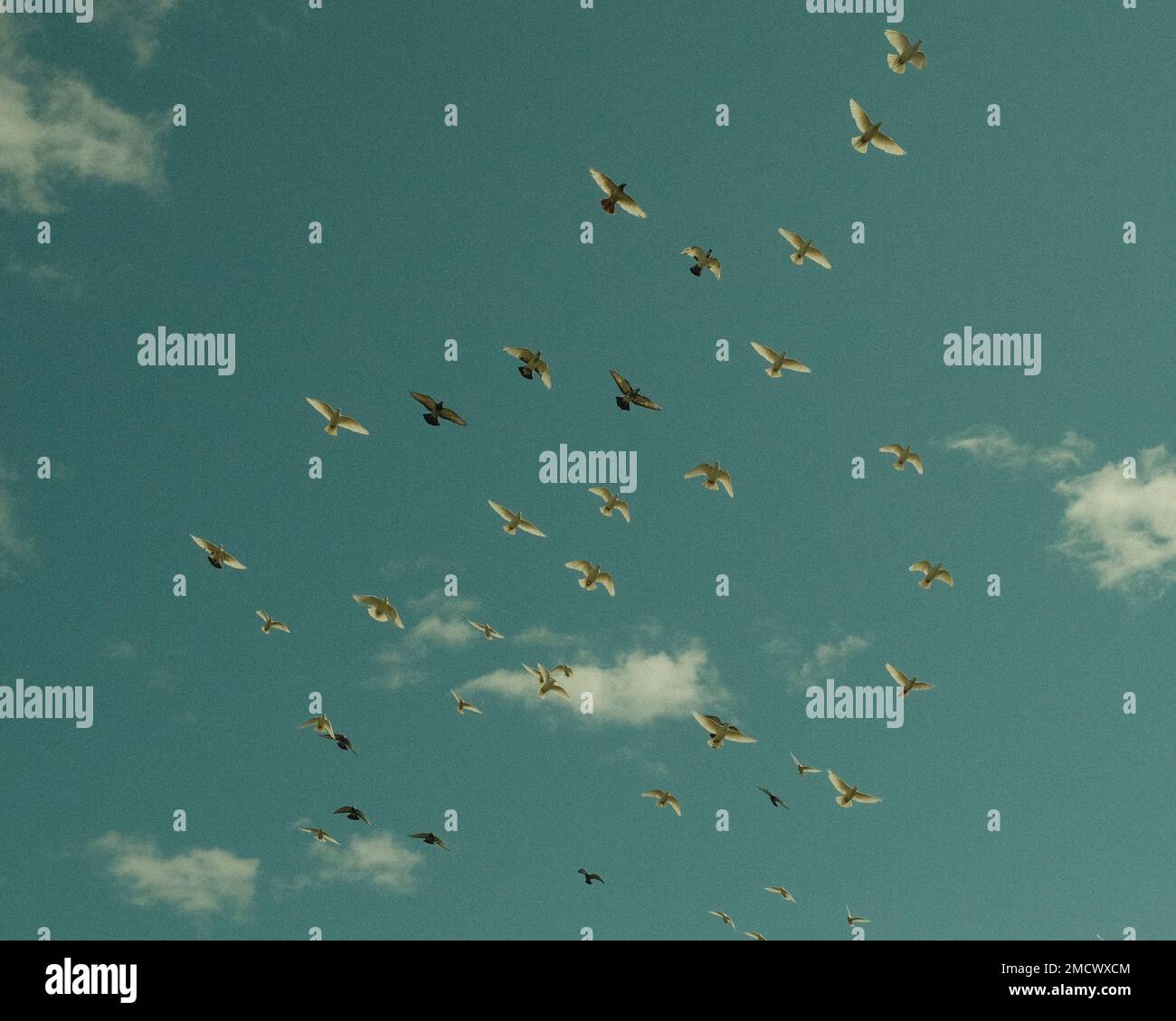 Group of doves hi-res stock photography and images - Alamy