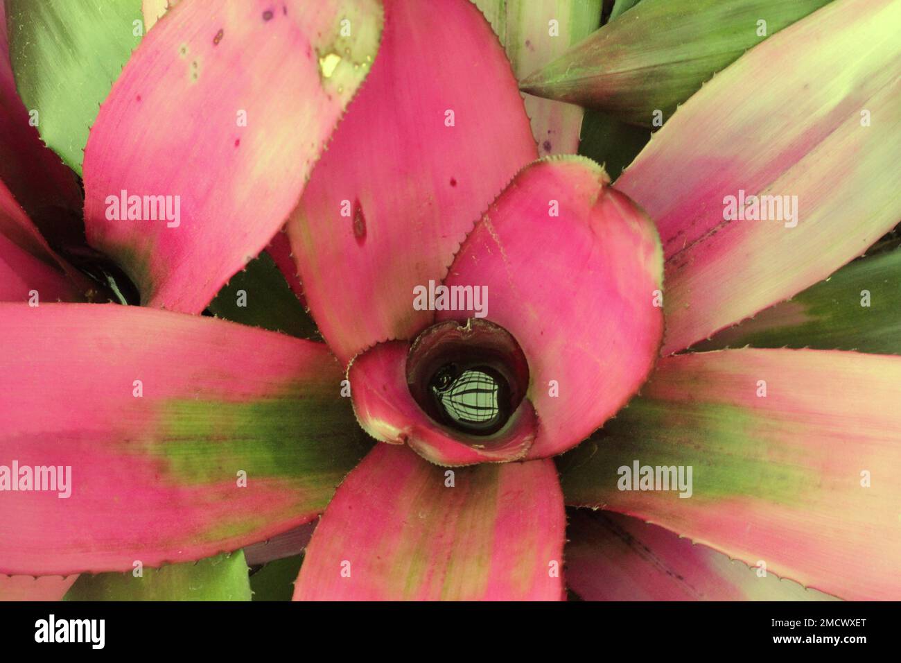 Beautiful pink bromeliad flower growing in the sunny meadow Stock Photo ...