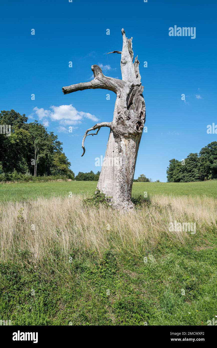 Old dead tree hi-res stock photography and images - Alamy