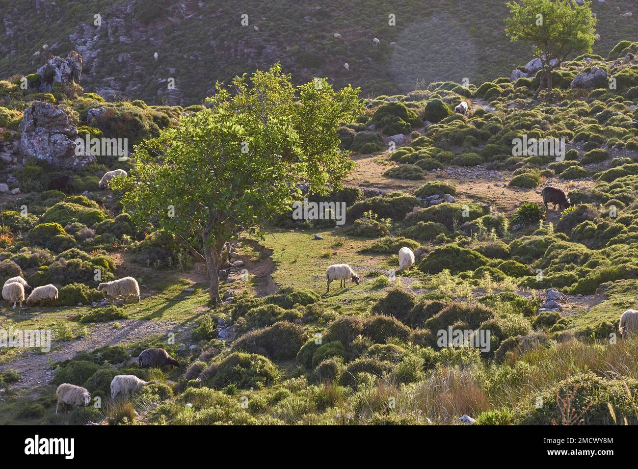 Spring in Crete, wild sheep (ovis), green bushes, tree, morning light ...