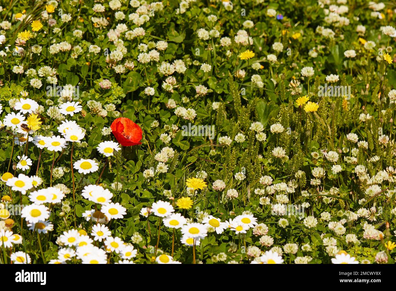 Spring in Crete, spring meadow close, daisies m poppy (papaver ...