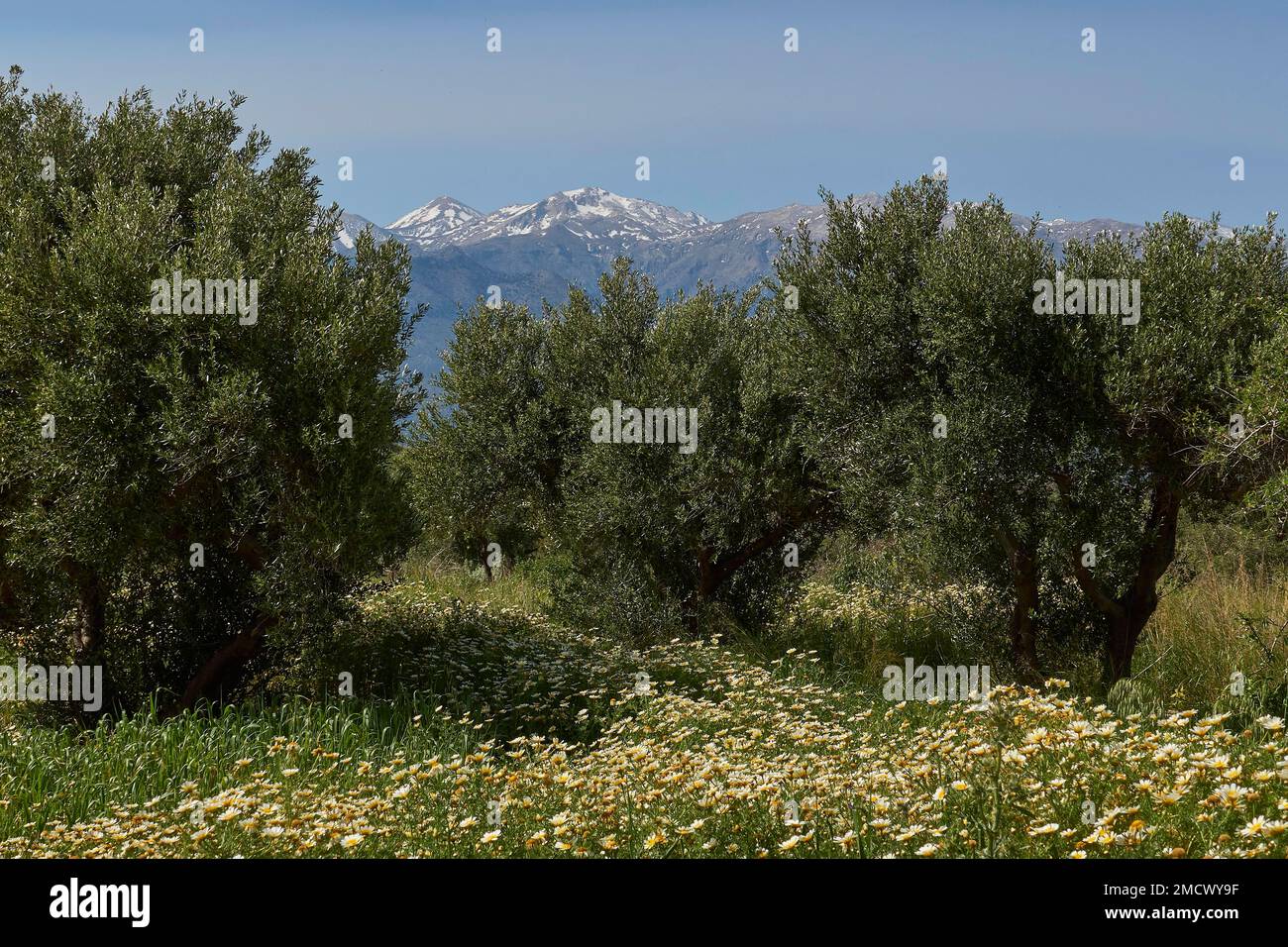 Spring in Crete, Archaeological site Aptera, Spring meadow, Olive trees ...