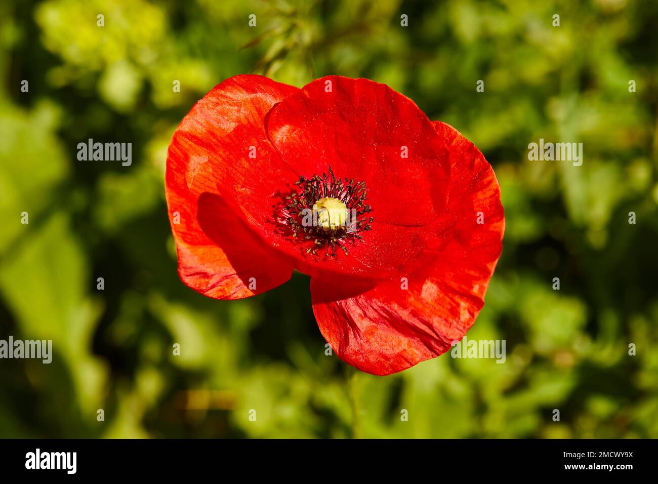 Spring in Crete, macro, single flower, corn poppy (papaver), Rokka ...