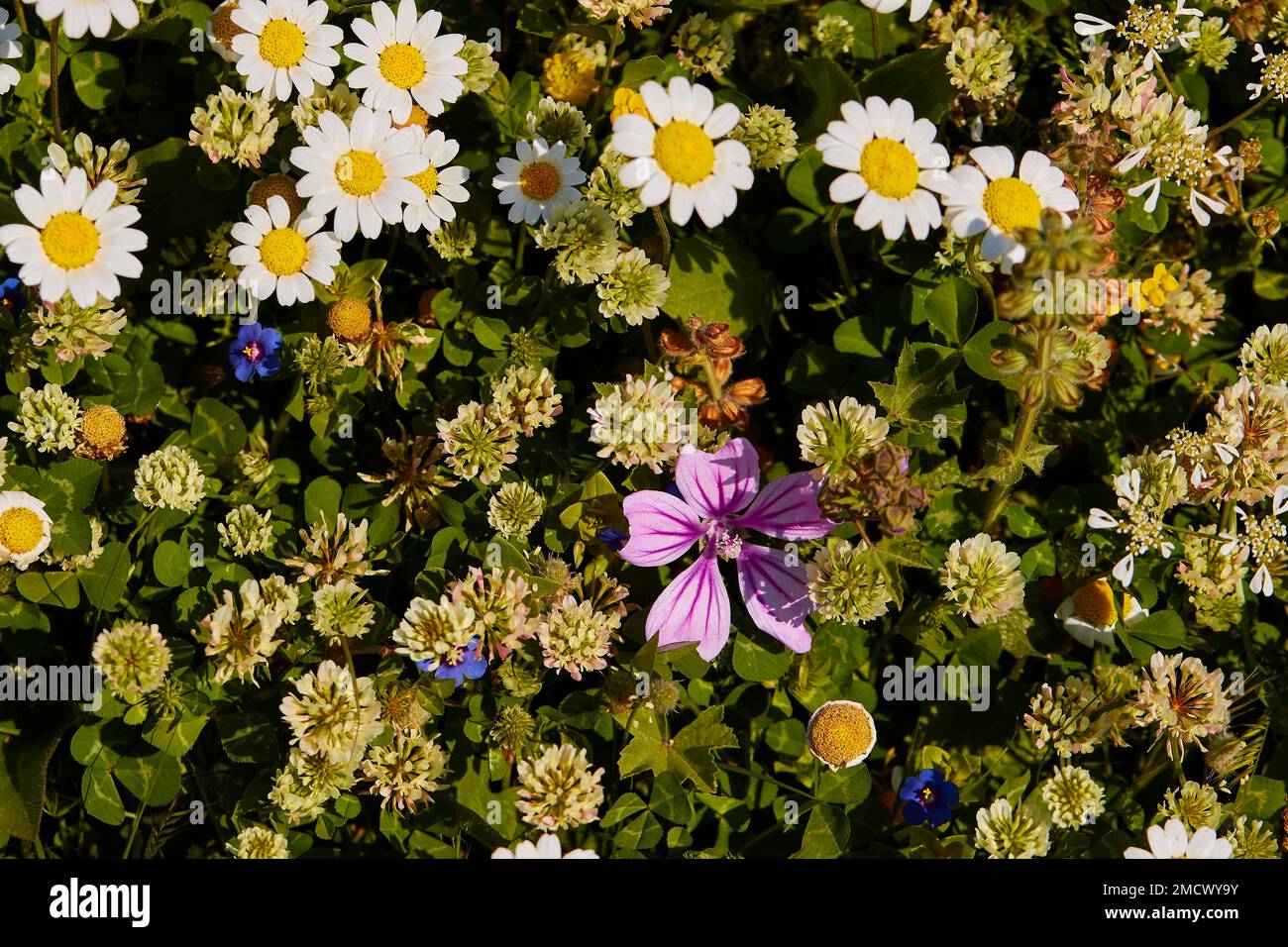 Spring in Crete, spring meadow close, daisies, wild mallow (silvestre ...