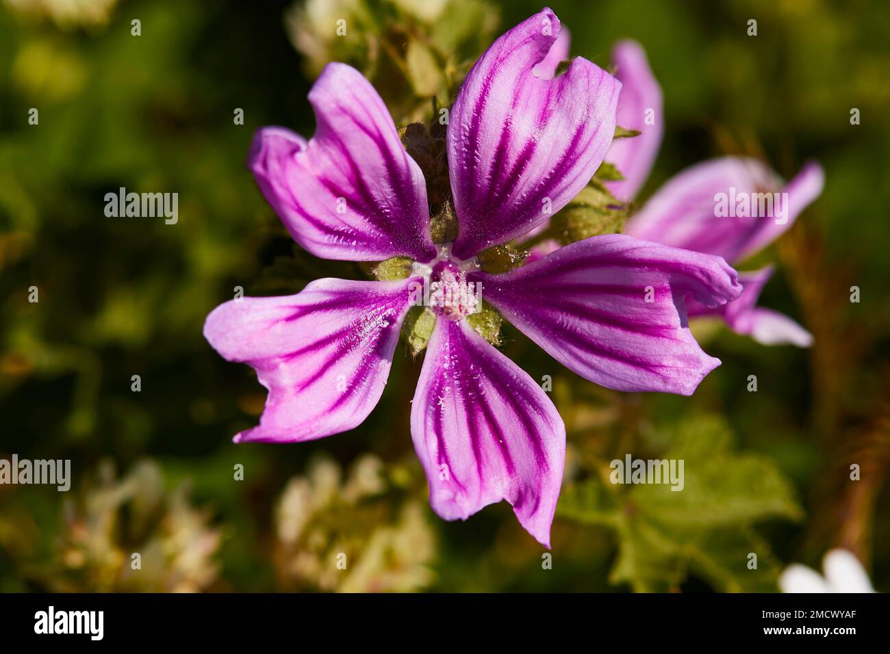 Spring in Crete, macro, single flower, wild mallow (silvestre malva ...