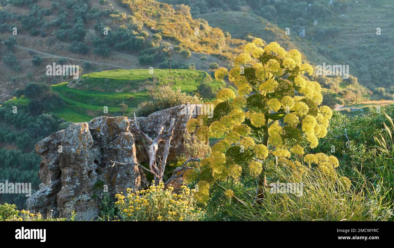 Spring in Crete, West Crete, Island of Crete, Greece Stock Photo - Alamy