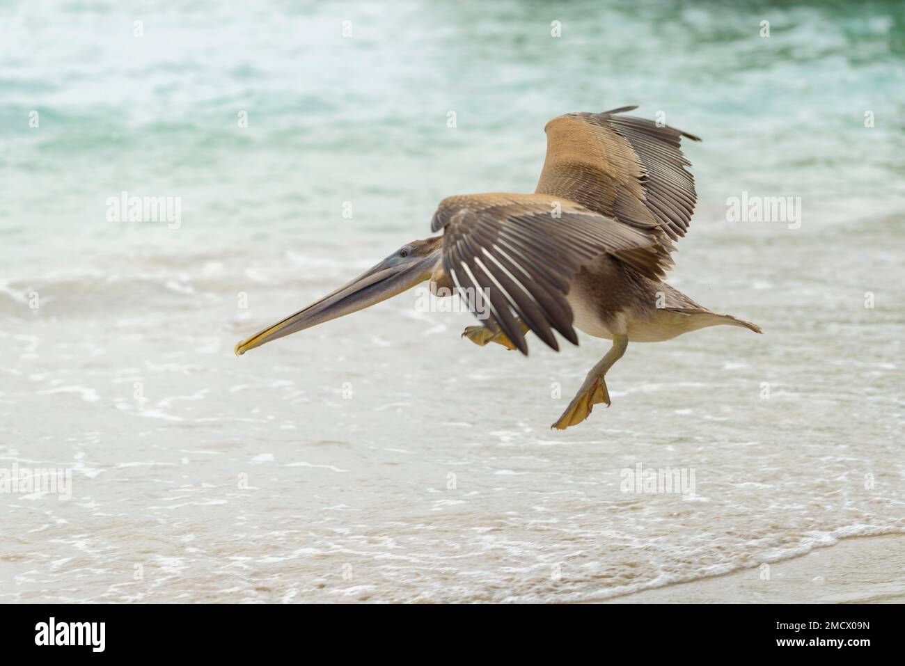 Brown pelican (Pelecanus occidentalis) hopping over surf, beach ...