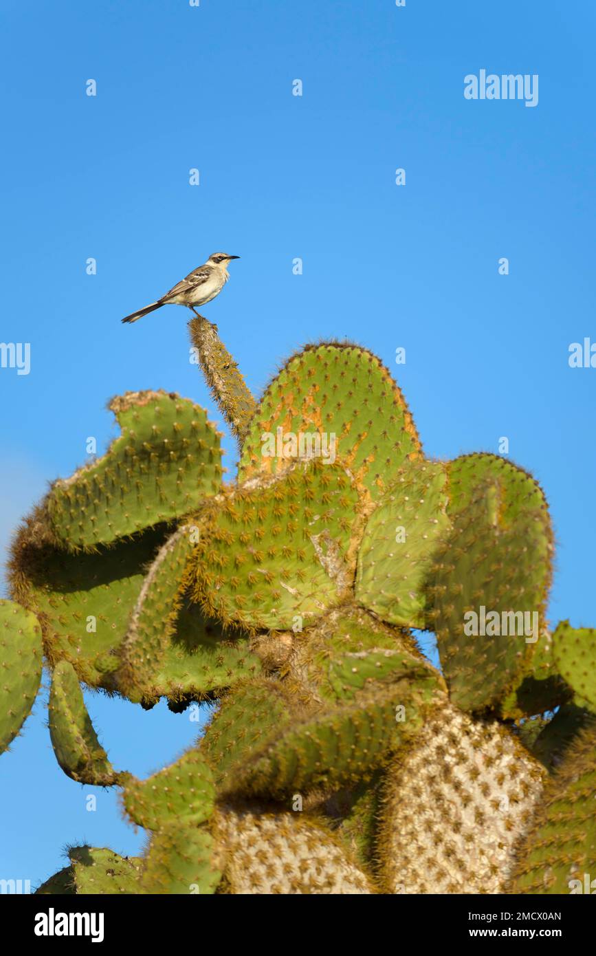Galapagos mockingbird (Mimus parvulus) sitting on cactus plant ...