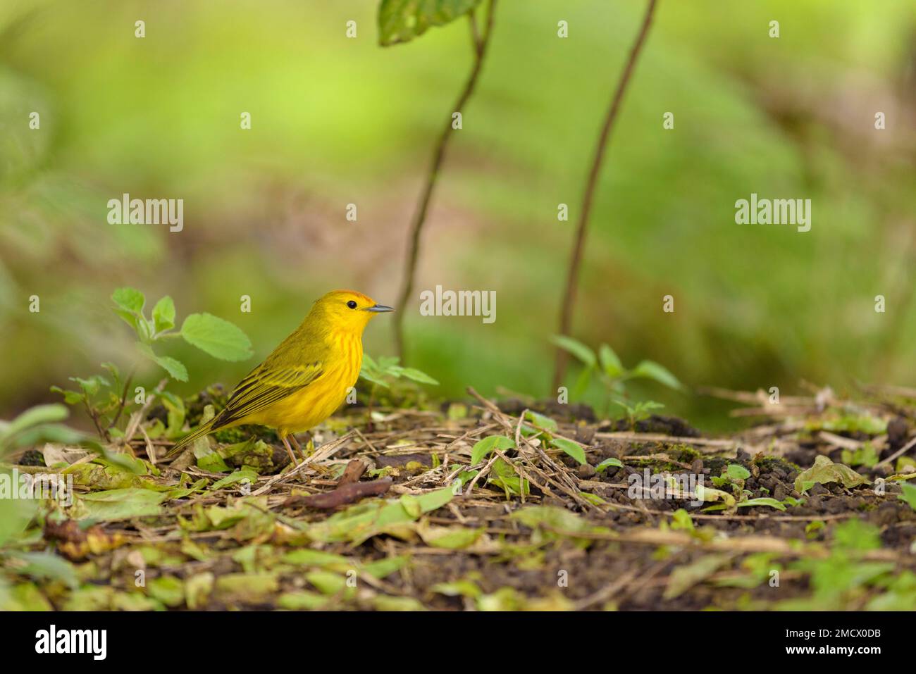 Yellow yellow warbler (Dendroica petechia) on the forest floor, Isabela ...