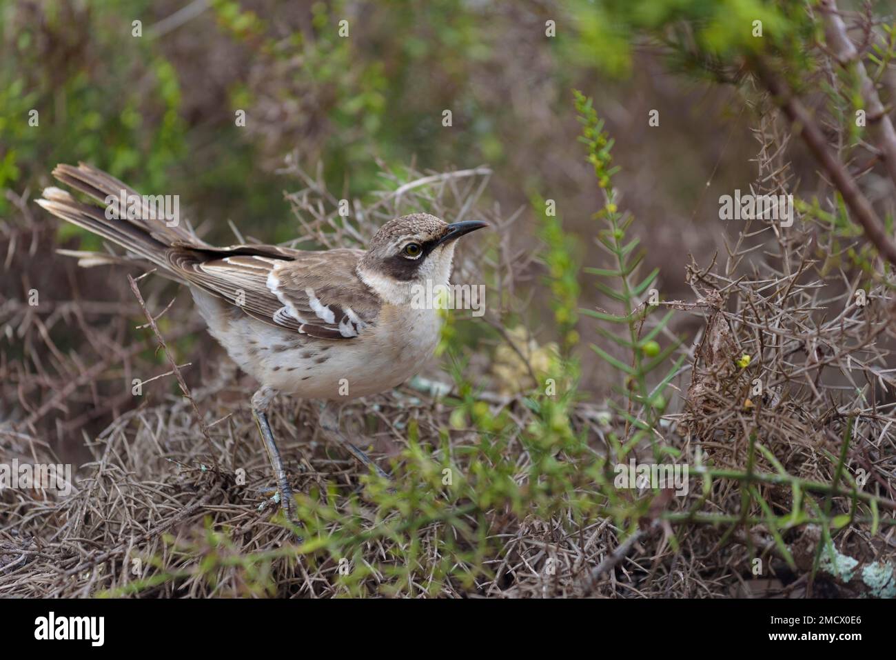 Galapagos Mockingbird (Mimus parvulus) in the bushes, Santa Cruz Island ...