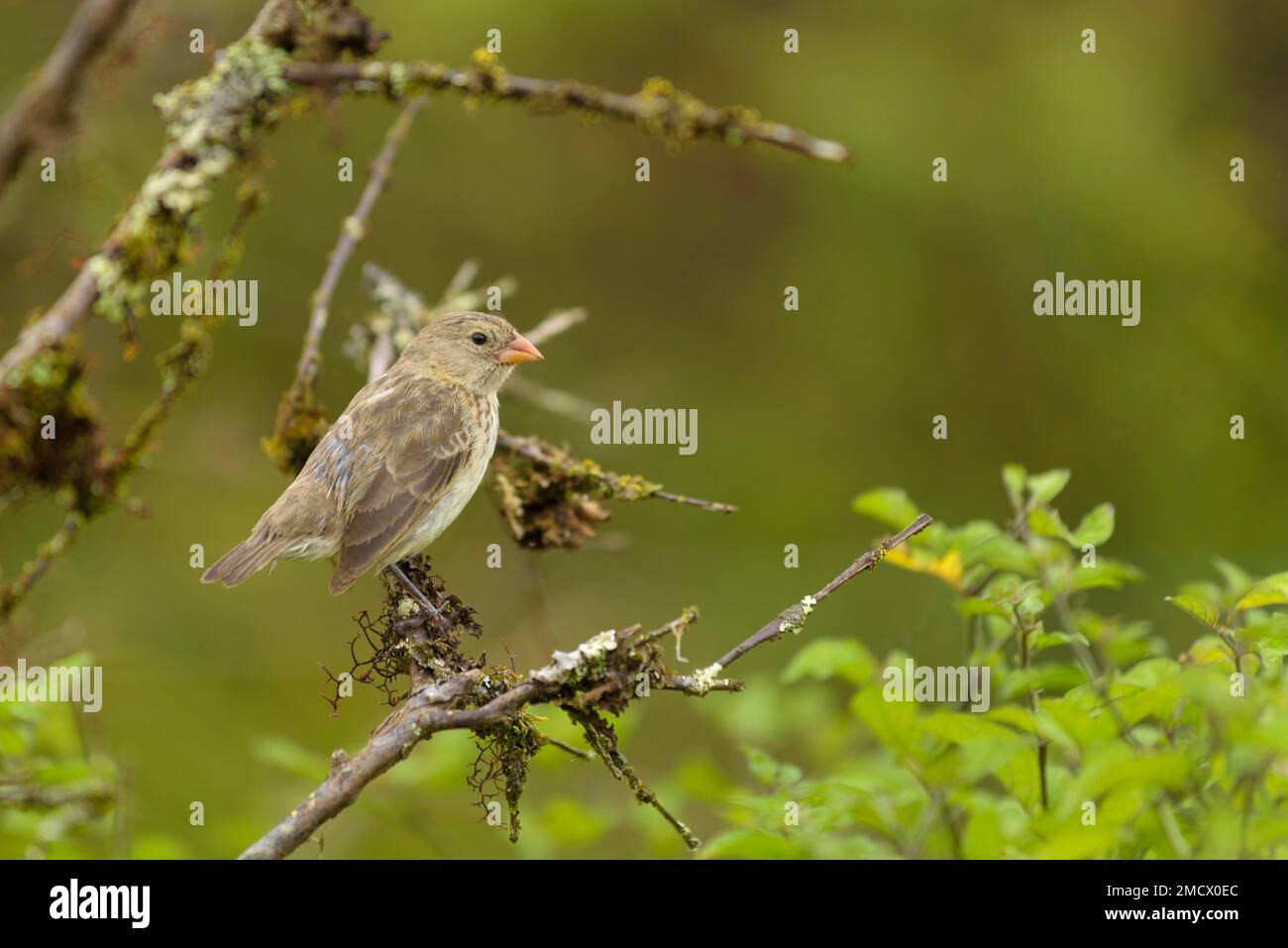 Darwin finch (Geospizini) on branch, Isabela Island, Galapagos, Ecuador ...