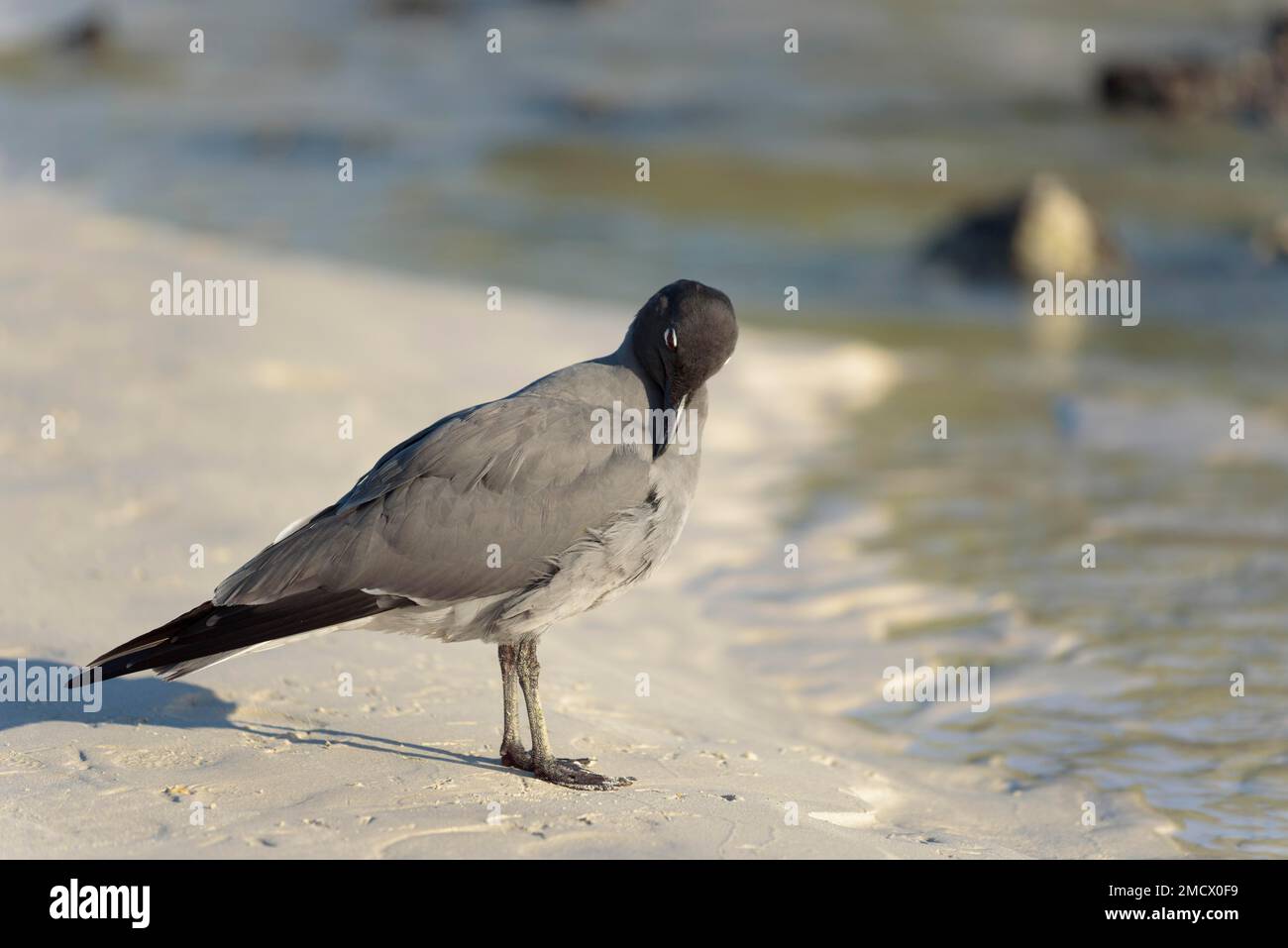 Lava gull (Leucophaeus fuliginosus) preening feathers, sand, beach ...