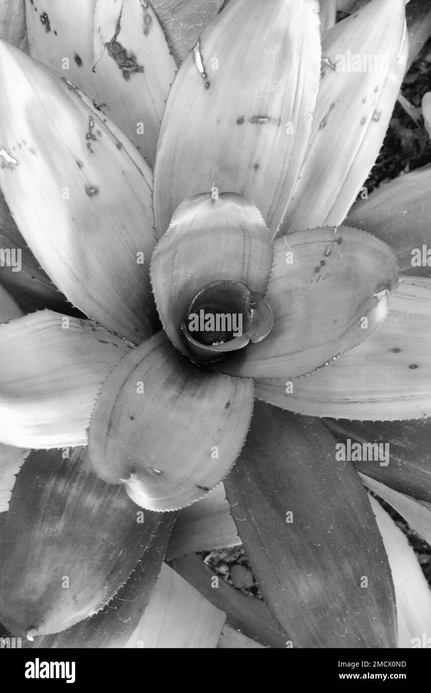 Beautiful bromeliad flower plant growing in the wild jungle in a black ...