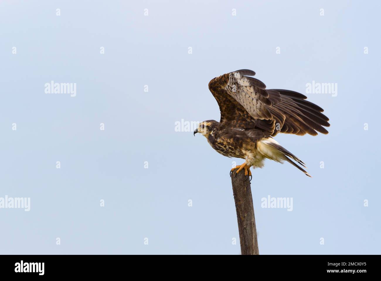 Snail kite (Rostrhamus sociabilis) raises wings, in departure, perched ...
