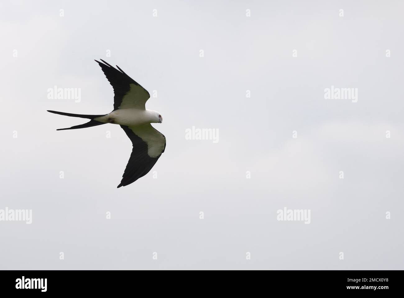 Swallow-tailed kite (Elanoides forficatus) in flight, Pichincha ...