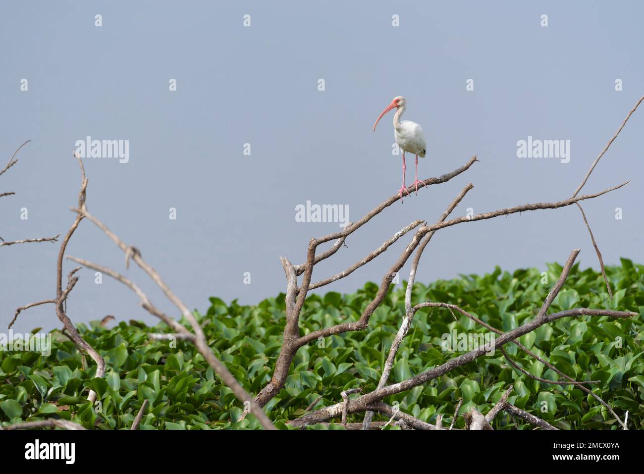 American white ibis (Eudocimus albus) standing on branch, La Segua ...