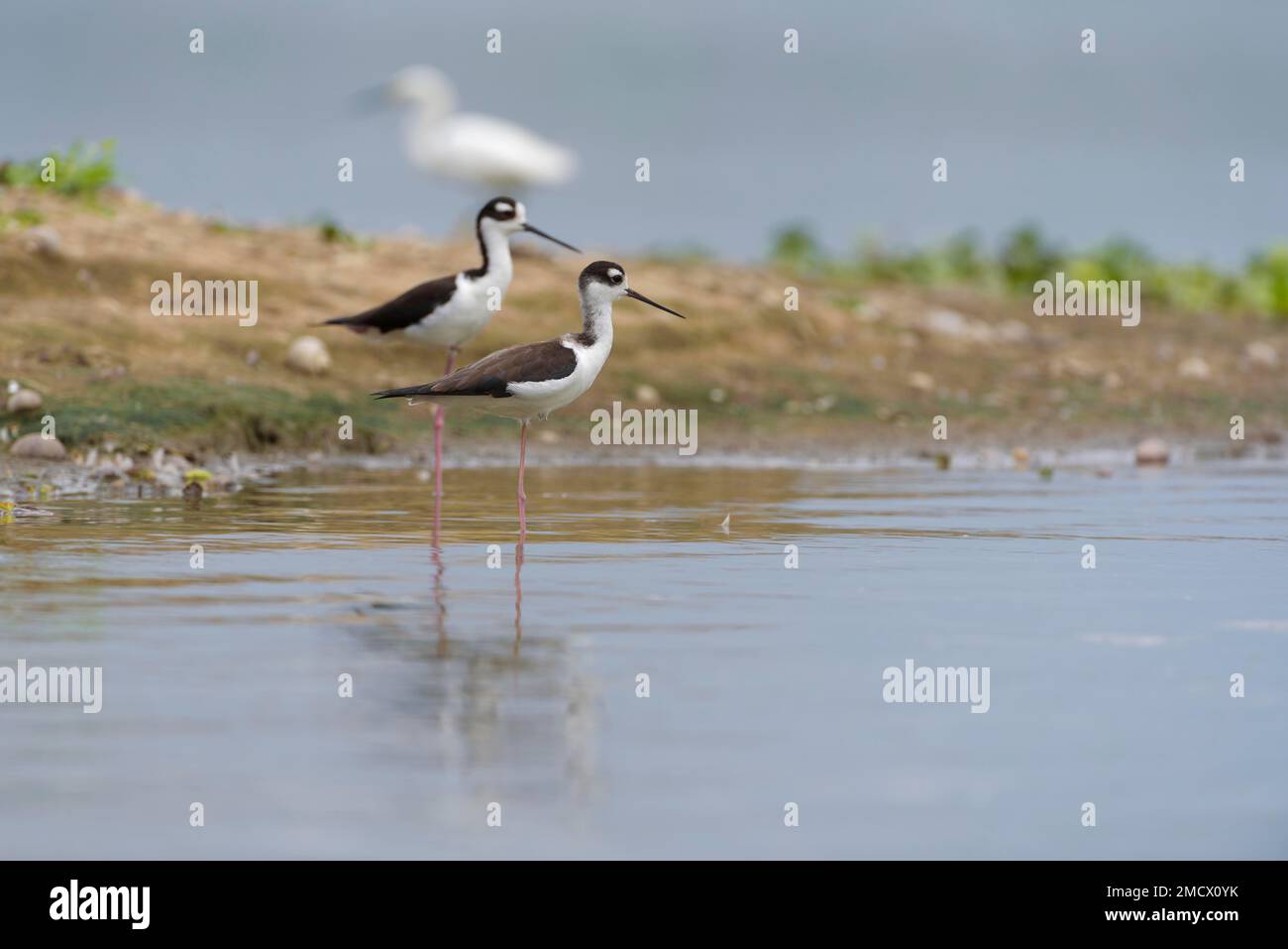 Black-winged Black-winged Stilt (Himantopus himantopus) in the water ...