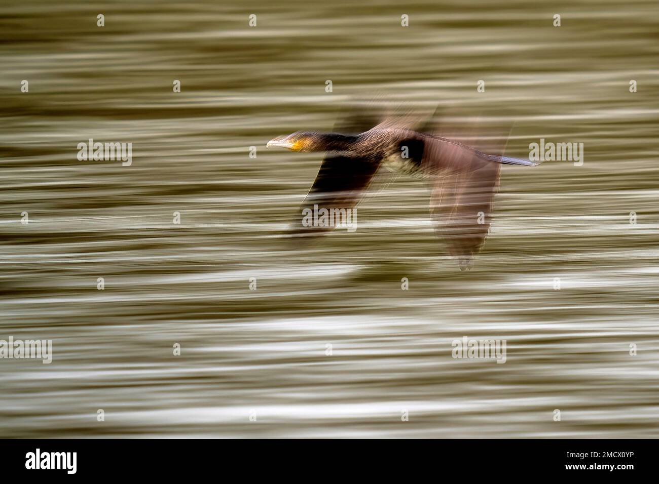 Great cormorant (Phalacrocorax carbo), flying, motion blur, Hesse ...