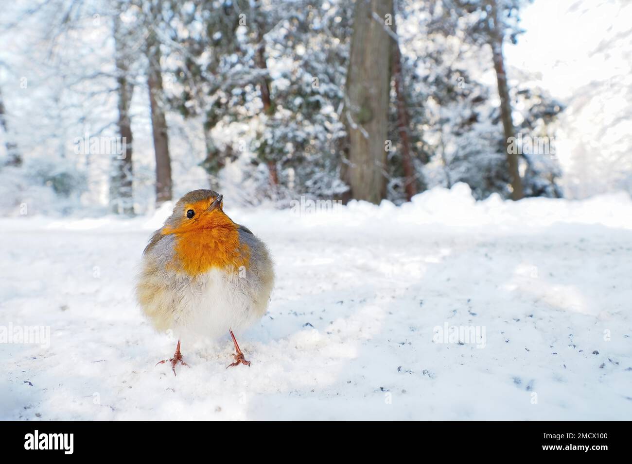 European robin (Erithacus rubecula) on snow-covered ground, wide-angle ...