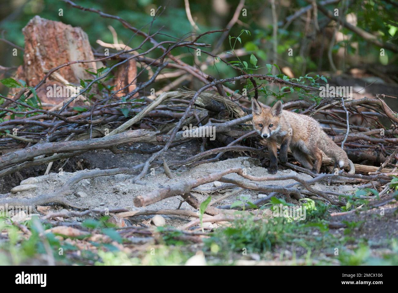 Red fox (Vulpes vulpes) fox cub, in front of fox den in forest, Bavaria ...