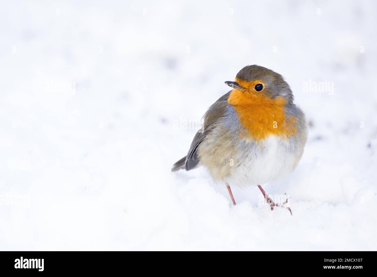 European robin (Erithacus rubecula) on snow-covered ground, Hesse ...