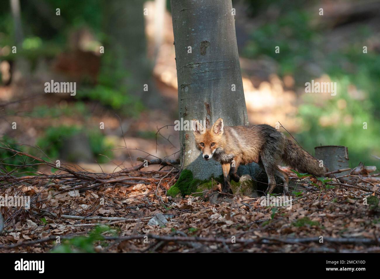 Red fox (Vulpes vulpes) fawn, running through the sunny forest, Bavaria ...